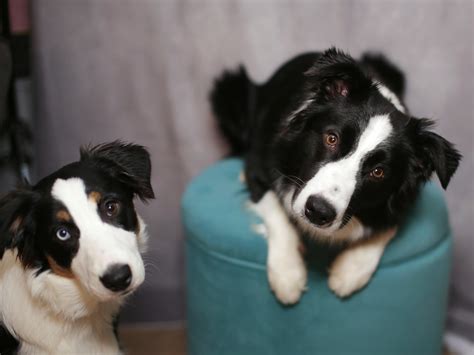 border collie through the ages : r/BorderCollie