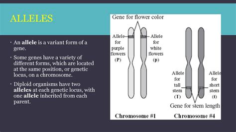 Genetics Ppt Download