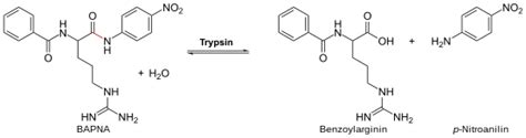 Trypsine