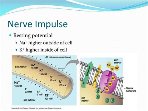 Ppt Chapter 34 Powerpoint Presentation Free Download Id2023800