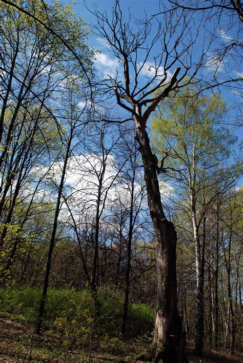 картинки пейзаж дерево природа лес пустыня филиал Солнечный