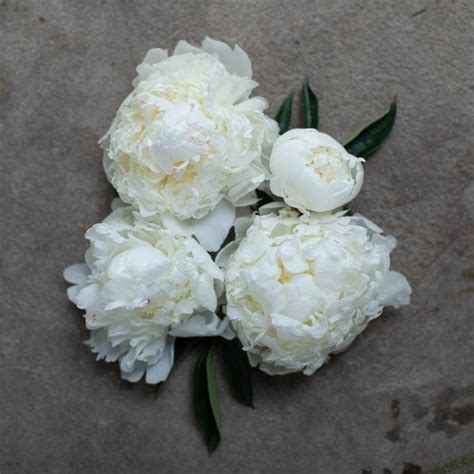 Peony Marie Lemoine Floret Library