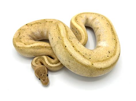 Banana Enchi G Stripe Ready To Breed Royal Constrictor Designs