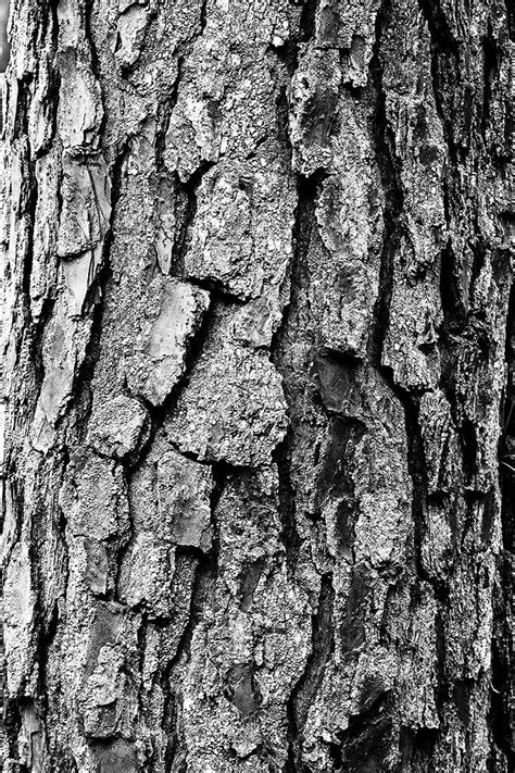 Texture Tutorial Tree Bark Photography
