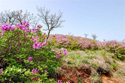 합천 황매산 철쭉제 등산로 등산코스 및 주차장 주차요금