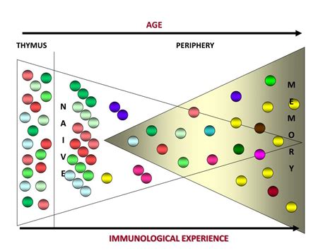 Ppt T Cell Memory Central Effector Powerpoint Presentation Free Download Id 5239015