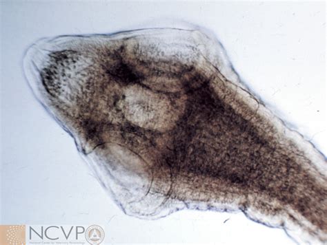 Dipylidium Caninum Scolex Microscope