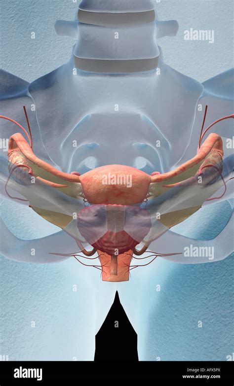 Fundus Of Uterus Function