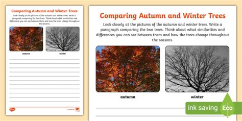 comparing autumn and winter trees worksheet teacher made