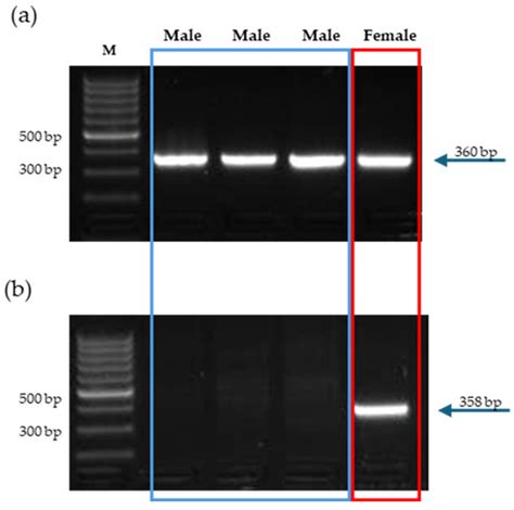 Fast And Simple Molecular Test For Sex Determination Of The Monomorphic