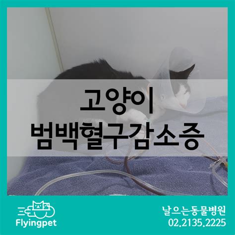고양이 파보감염 범백혈구 감소증의 진단과 치료 고양이범백치료 고양이혈변 아깽이설사 고양이범백혈구감소증 Feline Panleukopenia 아기고양이설사