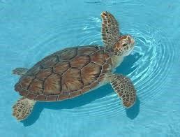 Turtle Hexagon Fanagrams