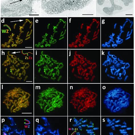 Sex Chromosome Multivalent In Epirrhoe Alternata A B Polyploid