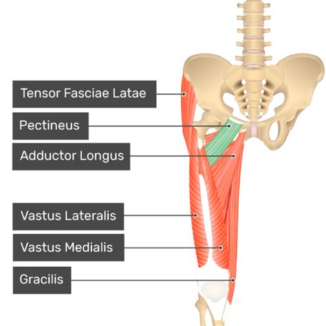 Pectineus Muscle Origin Insertion Actions Innervation Getbodysmart