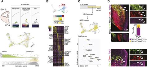 Ngc Embryonic Emergence And Diversification A Schematic Illustrating Download Scientific