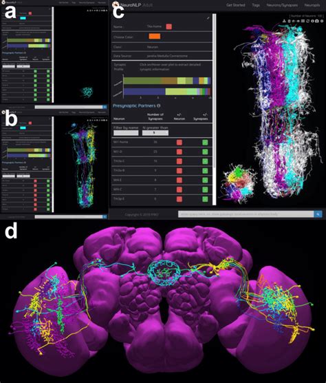 Constructing Neural Pathways Based On The Connectivity Map In Neuronlp