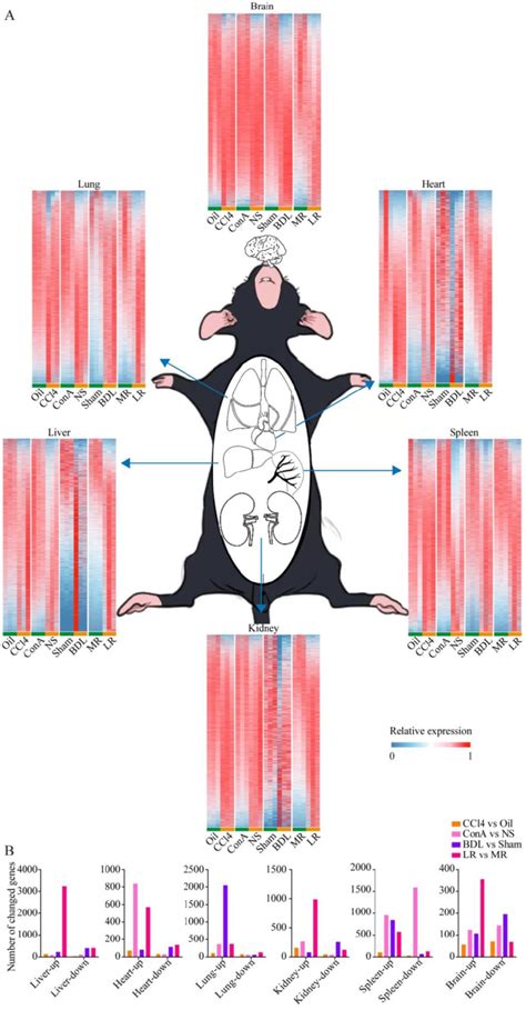 Tissue Specific Transcriptomic Profiling In The Four Mice Models Of