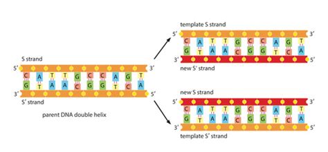 Chapter 6 Dna Replication And Repair Flashcards Quizlet
