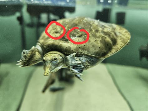 Normal Shedding Or Shell Infection Rturtle