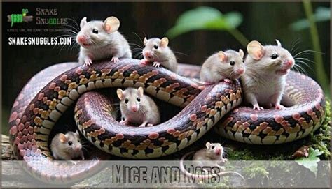 Ball Python Diet Food Guide Complete Feeding Chart And Schedule Tips