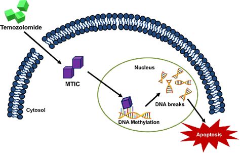 China Temozolomide Powder Suppliers Manufacturers Factory Wholesale