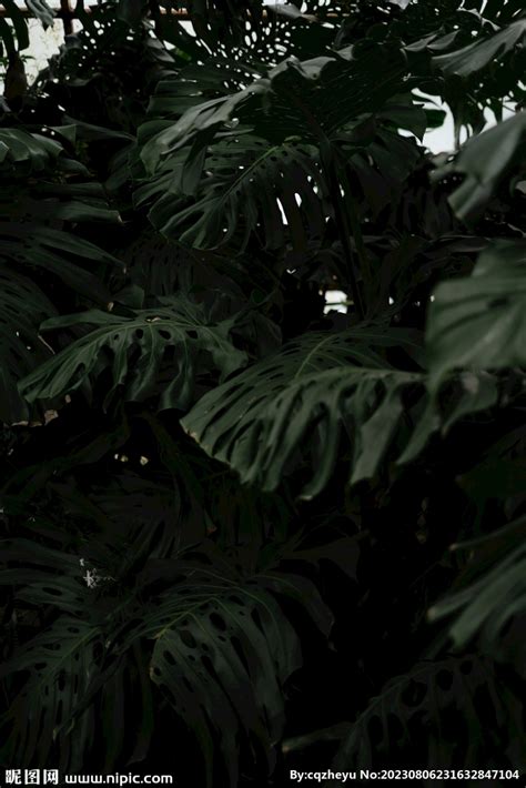 龟背竹摄影图树木树叶生物世界摄影图库昵图网