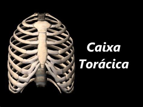 Caixa Torácica Função Caixa Torácica Ynavhy