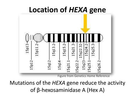 Ppt Hexa And Tay Sachs Disease Powerpoint Presentation Free