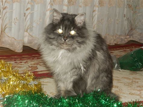 Уроки Css Зображення для уроків