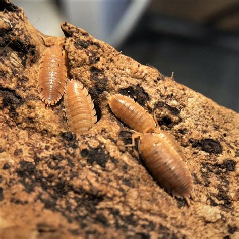 12 Giant Orange Isopods P Scaber Micedirect