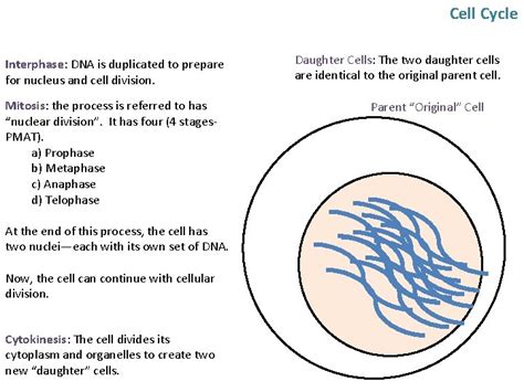Cell Cycle Interphase Dna Is Duplicated To Prepare