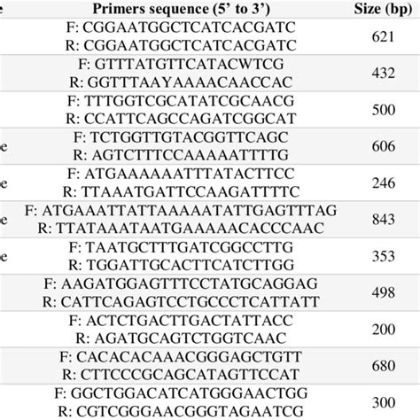 Primers Used For Amplification Download Scientific Diagram