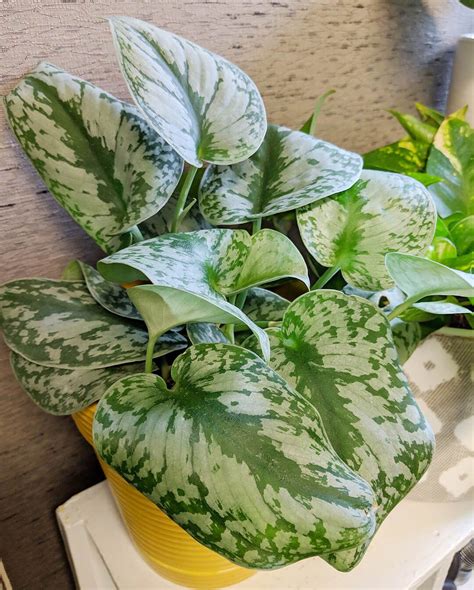 Types Of Pothos Plant Identification Guide Edible Plants Diy Plants Cactus Plants Potted