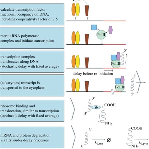 Parameters Of Our Stochastic Model Of Gene Expression In A Mammalian Download Table