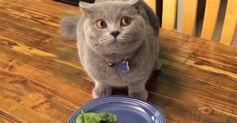 Guilty Cat Is So Busted And His Reaction Is Hilarious Funny Cat