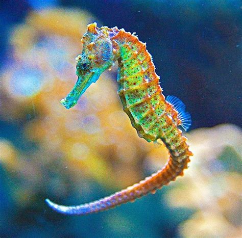 Endangered Rainbow Seahorse