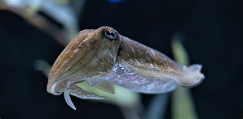 Cuttlefish Characteristics Diet Facts And More Fact Sheet