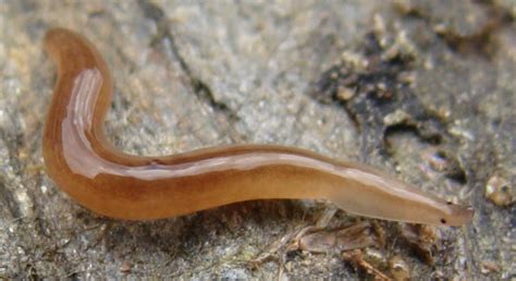 Brown Flatworm