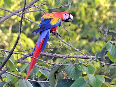 Guacamayo Bandera En Colombia Especie Emblemática Loros Y Guacamayos