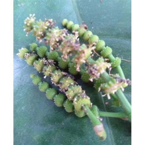 Jual Kembang Melinjo 1kg Suceng Uceng Kroto Melinjo Bunga Melinjo Segar Kota Surabaya Manda