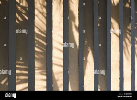 White Wall Background With Gray Vertical Lines And Shadows Of Trees