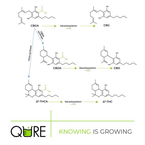 The Abc Of Cannabis Qure