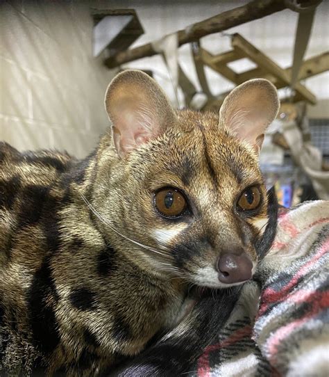 Spotted Genet