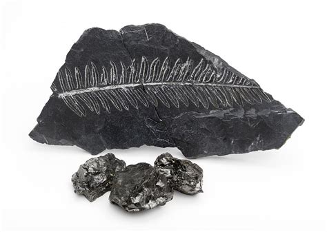Coal And Fossil Photograph By Martin Shields Pixels