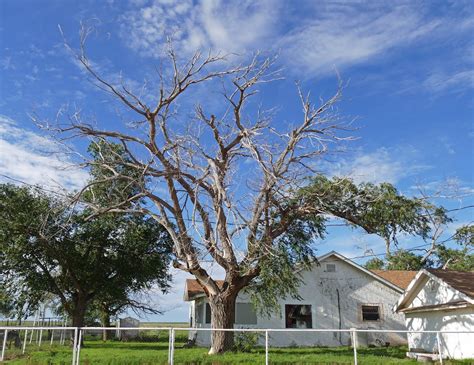 Why Tree Removal Is So Important Chipps Tree Care