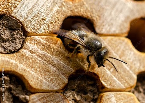 Mason Bee Stock Photo Adobe Stock