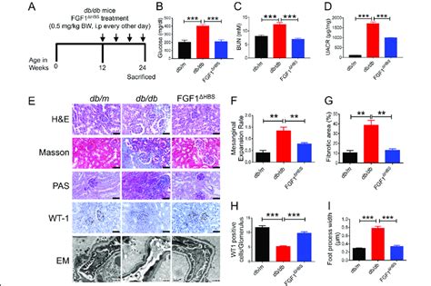 rfgf1 Δhbs ameliorates diabetic nephropathy in db db mice a schematic