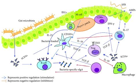 Gut Microbiota Modulation On Intestinal Mucosal Adaptive Immunity Pmc