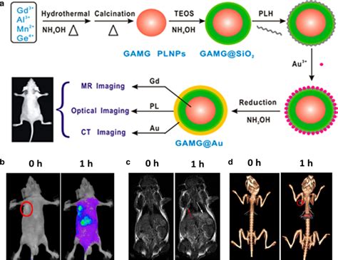 A Schematic Illustration Of The Synthesis Of Gamg Au Core − Shell Download Scientific Diagram