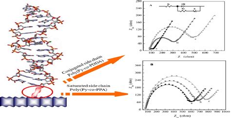 Figure 3 From Dna Hybridization Sensors Based On Electrochemical